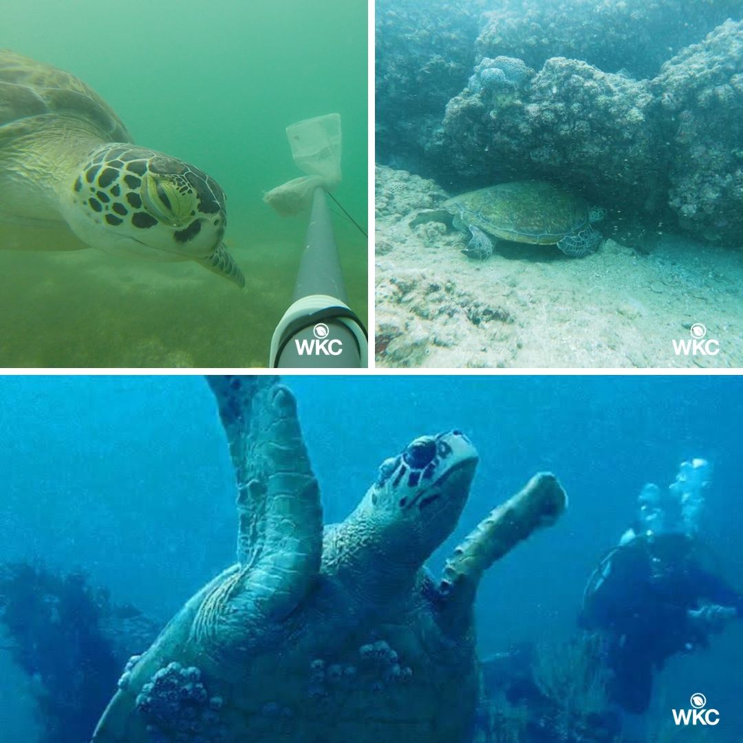 The Valuable and Interesting Lives of Sea Turtles | WKC Group