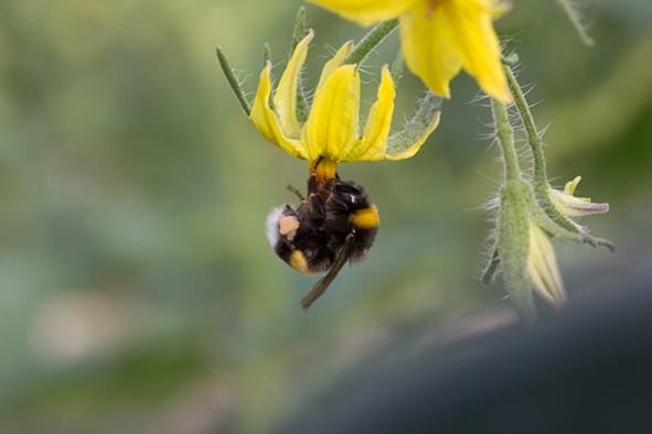 World Bee Day | Bees Play a Vital Role in Agriculture | WKC Group