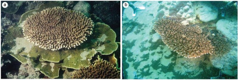 Environmental Impacts of Dredging on Coral Reefs | WKC Group