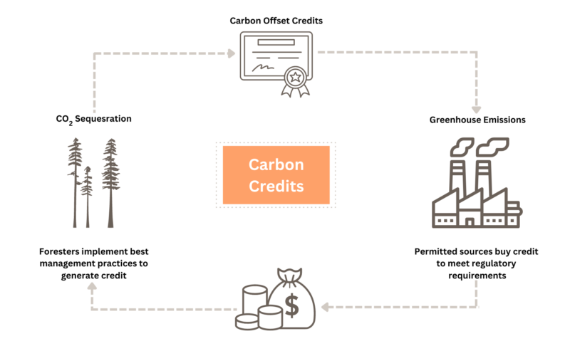 Carbon Capture in the Natural Environment | WKC Group