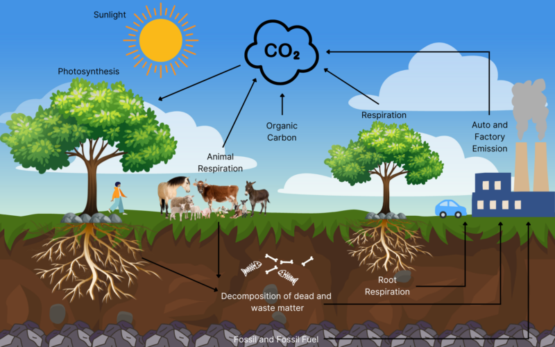 Carbon Capture in the Natural Environment | WKC Group